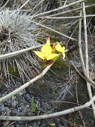 Disa tenuifolia - PictureThis