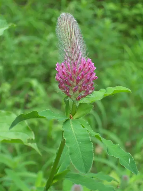 Red feather clover (Trifolium rubens) Flower, Leaf, Care, Uses ...