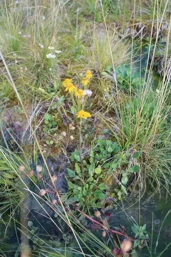 Packera pauciflora - PictureThis