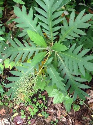 How to Grow and Care for Parrot-weed