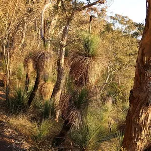 How to Propagate Grass tree