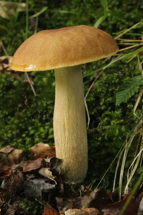 Summer bolete (Boletus reticulatus) Flower, Leaf, Care, Uses - PictureThis