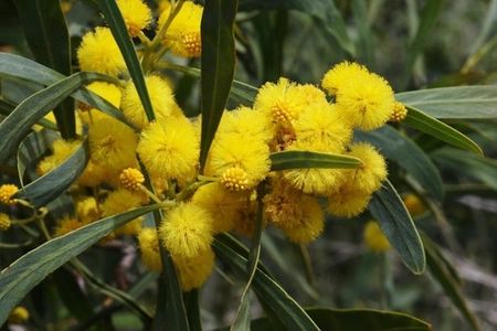 Acacia de hoja azul - Acacia saligna (Taxonomía, Características, Flor ...