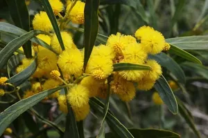 How to Prune Orange wattle