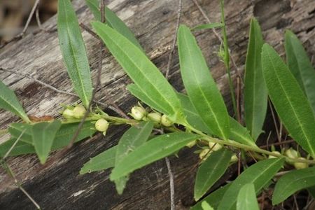 Eremophila debilis - PictureThis