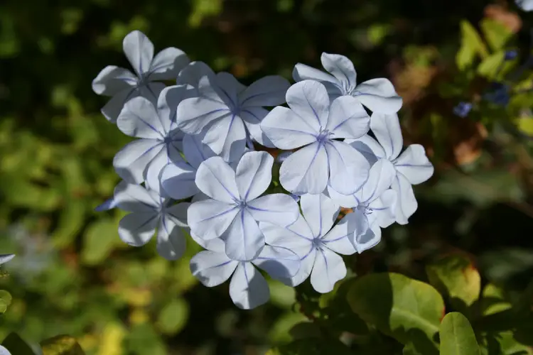 How to Plant and Grow Cape leadwort(Plumbago auriculata)