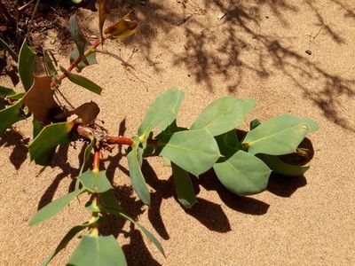 Harsh hakea (Hakea prostrata) - PictureThis