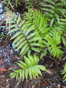 How to Prune Virginia chain fern
