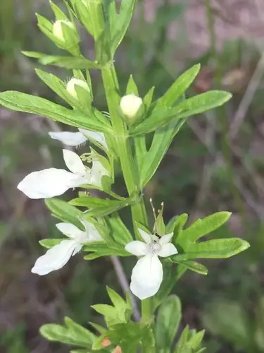 Dwarf germander (Teucrium cubense) Flower, Leaf, Care, Uses - PictureThis