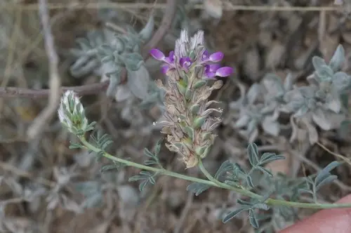 Dalea pogonathera - PictureThis