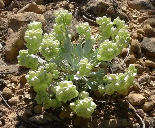 Physaria acutifolia - PictureThis