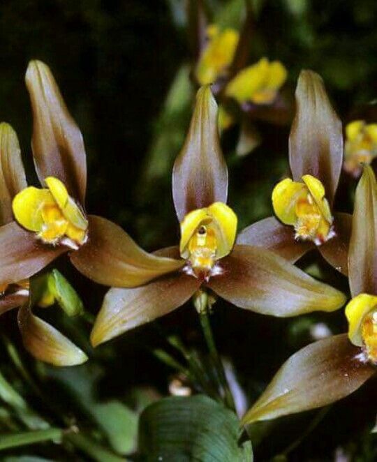 Unveiling the Unique Significance and Beauty of Dunn’s Tainia Flower