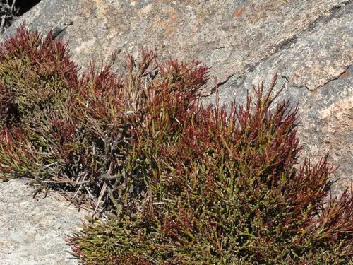 Exocarpos humifusus Flower, Leaf, Care, Uses - PictureThis