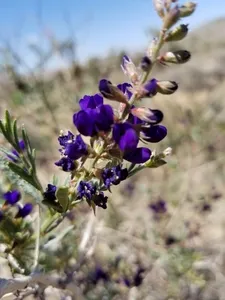 How to Prune Mojave indigo-bush