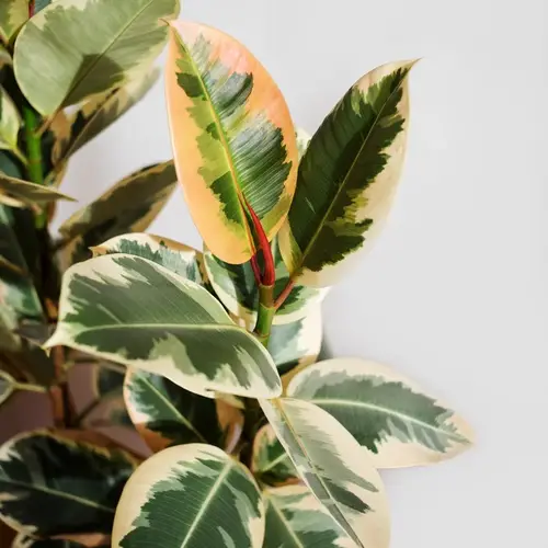 Ficus elastica 'Tineke' - PictureThis