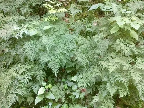 Cystopteris montana - PictureThis