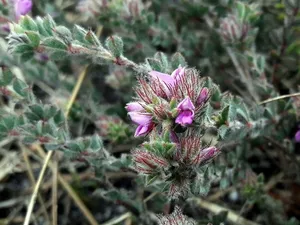 How to Prune Indigofera glomerata