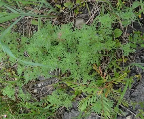 Conobea multifida - PictureThis