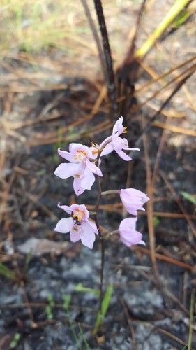 Calopogon multiflorus - PictureThis