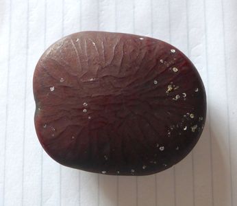 🍀 How to Grow and Care for Matchbox bean