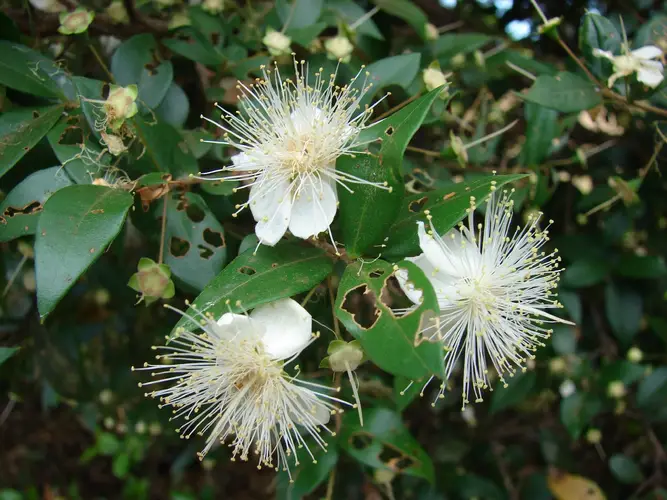 How to Plant and Grow Common myrtle(Myrtus communis)
