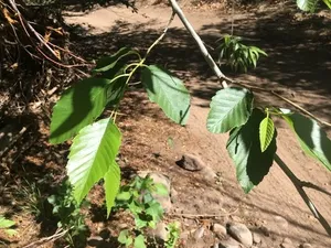 How to Prune Arizona alder