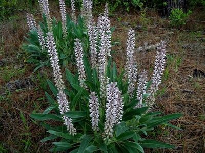 Lady lupine (Lupinus villosus) - PictureThis