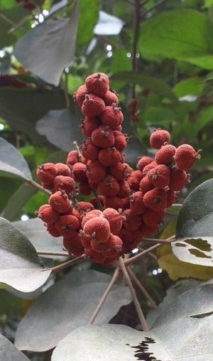 How to Grow and Care for Kamala tree