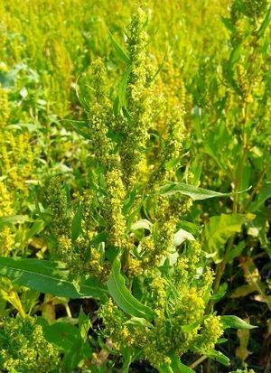 How to Grow and Care for Golden dock