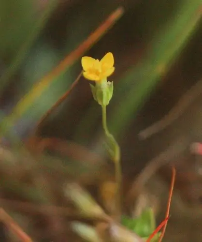 Microcala quadrangularis - PictureThis