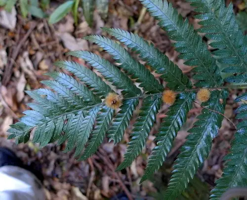 Glossy shield fern (Lastreopsis marginans) Flower, Leaf, Care, Uses ...