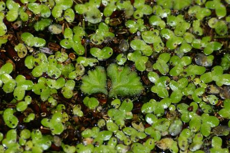 How to Grow and Care for Floating liverwort