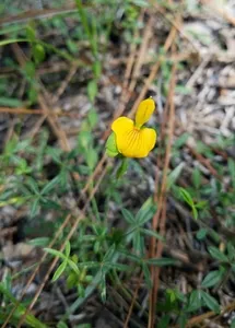 How to Propagate Viperina