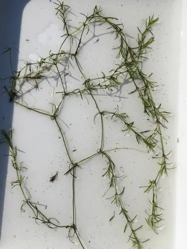 Southern naiad (Najas guadalupensis) Flower, Leaf, Care, Uses - PictureThis