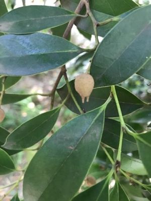 Isu tree - Distylium racemosum (Care, Characteristics, Flower, Images)