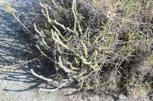 Cynanchum macrolobum Flower, Leaf, Care, Uses - PictureThis
