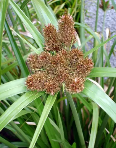 Cyperus insularis - PictureThis