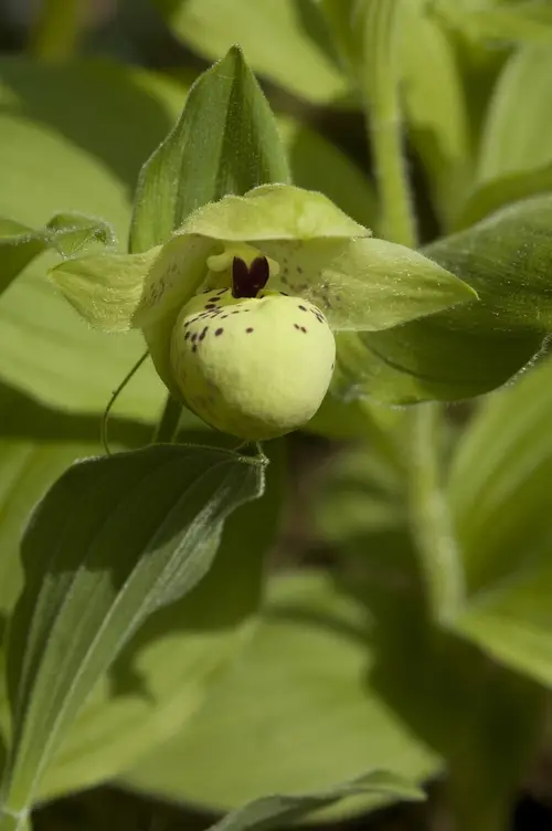 Cypripedium flavum - PictureThis
