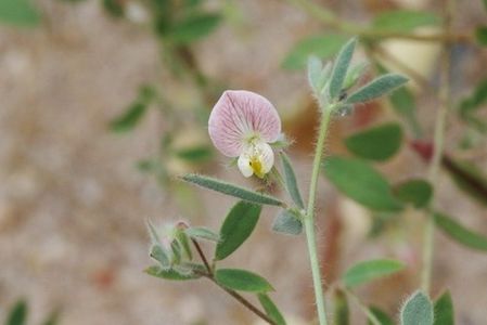 Spanish clover (Acmispon americanus) - PictureThis