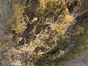 How to Prune Desert rabbitbrush