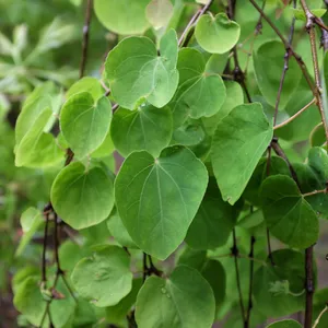 Where To Place Katsura tree In Feng Shui? (Characteristics, Direction ...