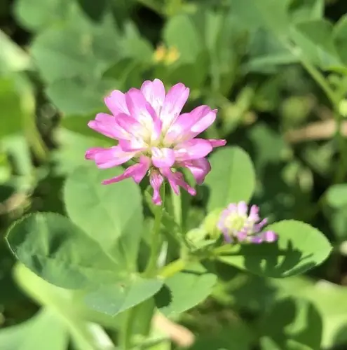 Trevo Persa (Trifolium resupinatum) - PictureThis