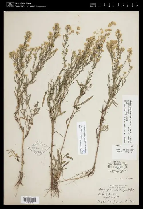 Symphyotrichum parviceps - PictureThis