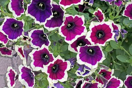 Petunia 'Cascadias Rim Magenta' - PictureThis