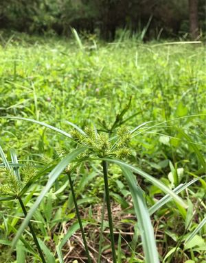 Cyperus cyperoides - Cyperus cyperoides (Taxonomía, Características ...