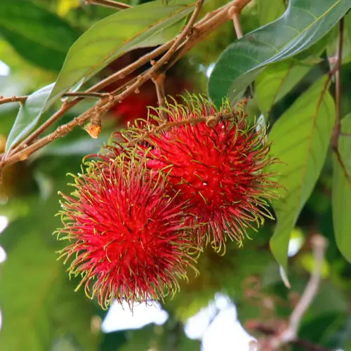 How to Plant and Grow Rambutan(Nephelium lappaceum)