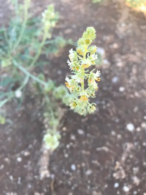 Réséda raiponce (Reseda phyteuma) - PictureThis