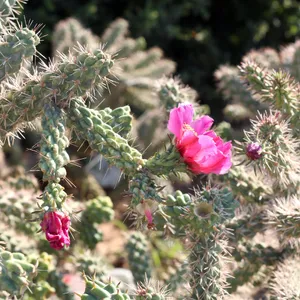 🍀 How to Grow and Care for Tree cholla