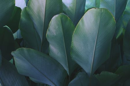 Bijao - Calathea lutea (Cuidado, Características, Flor, Imágenes)
