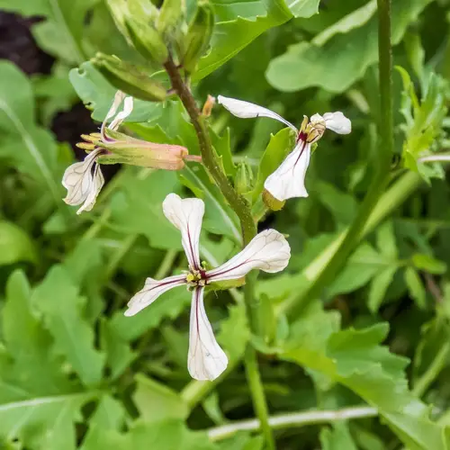 Rúcula (Eruca vesicaria) - PictureThis